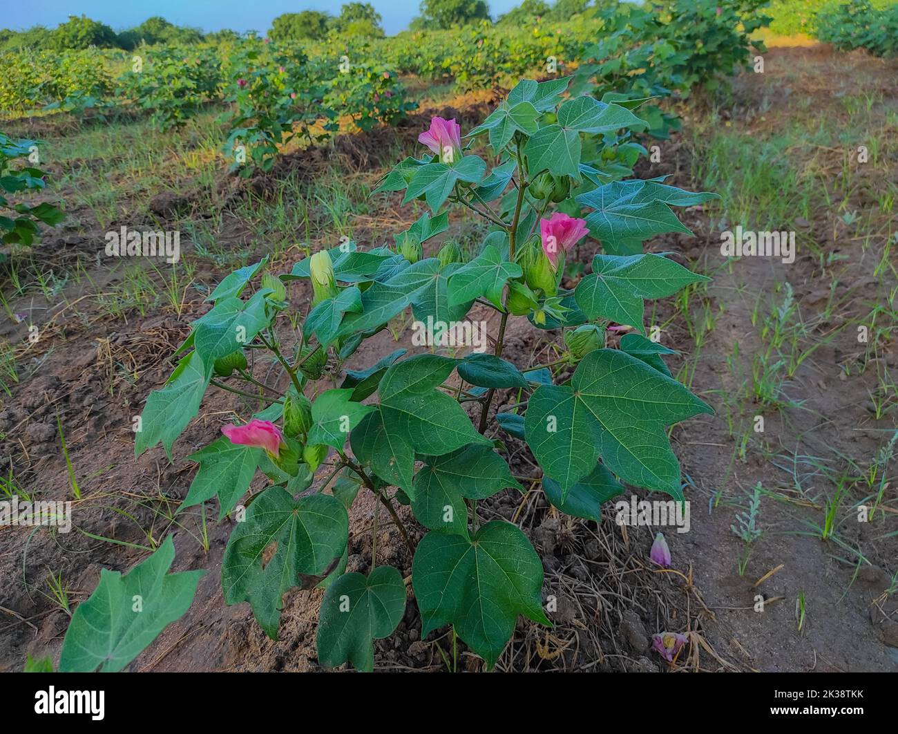 Beautiful images of flowers free download hi-res stock photography and ...