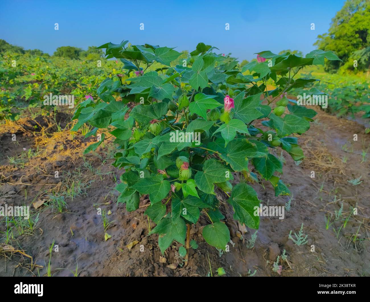 Beautiful images of flowers free download hi-res stock photography and ...