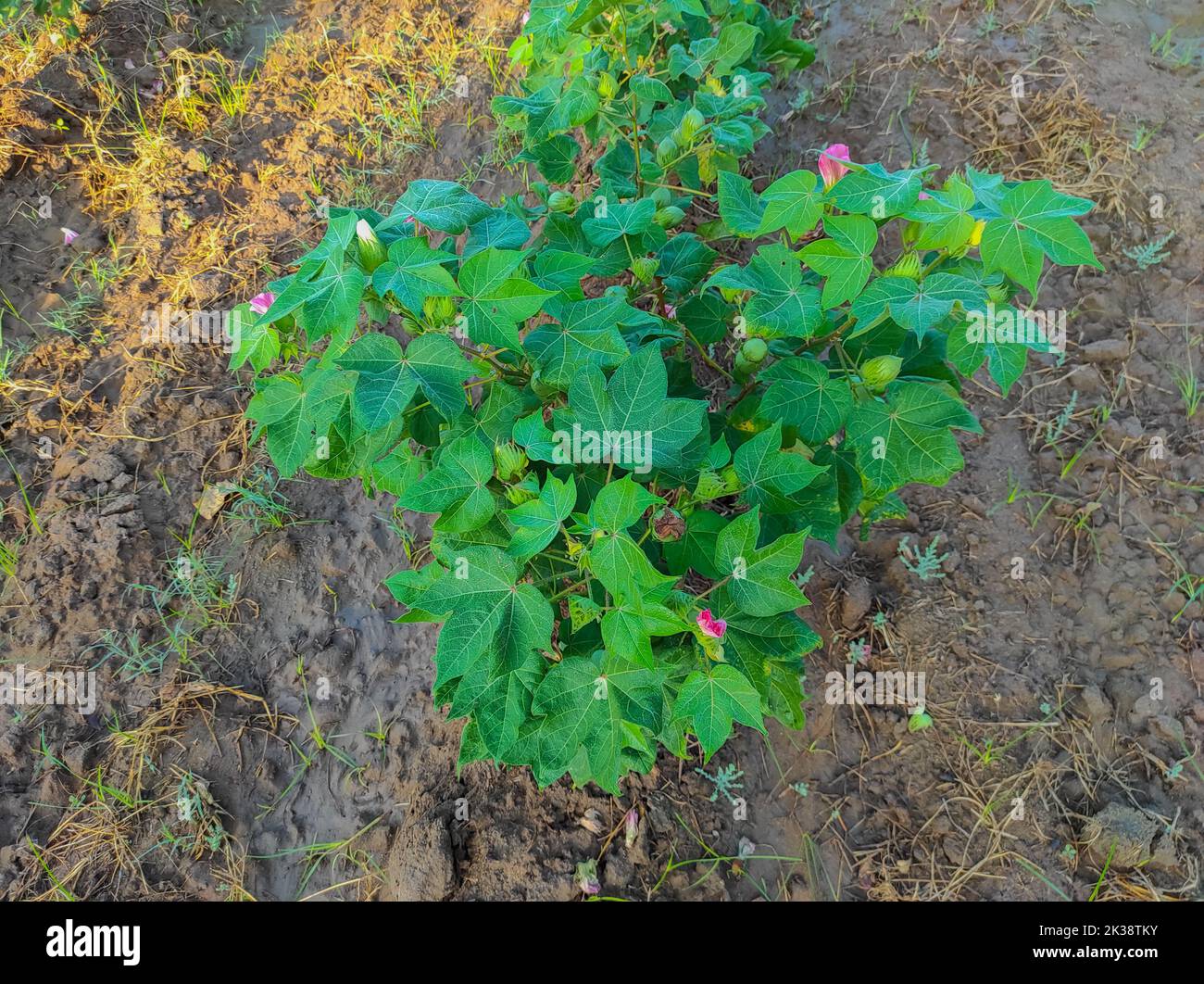 Most beautiful flower pictures download hi-res stock photography and ...