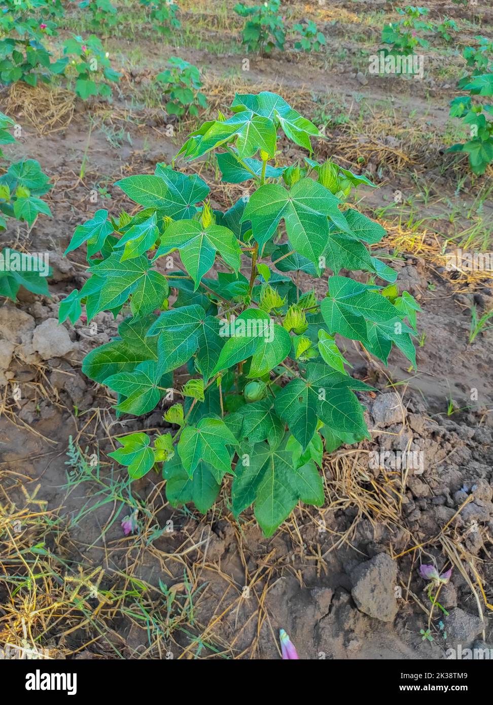 Bt cotton flowers plant hi-res stock photography and images - Alamy