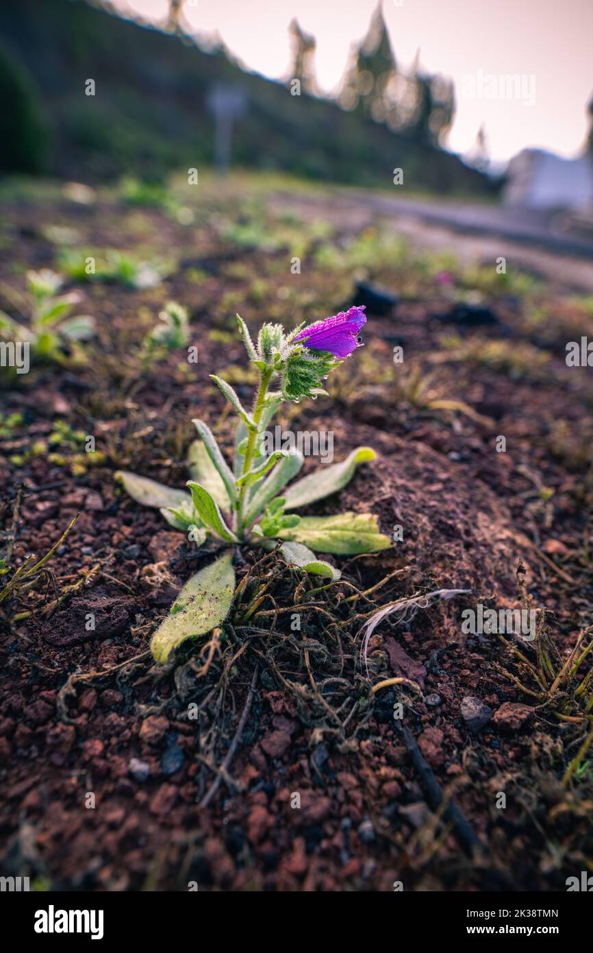 A vertical closeup of a tiny blooming violet flower growing from the ...