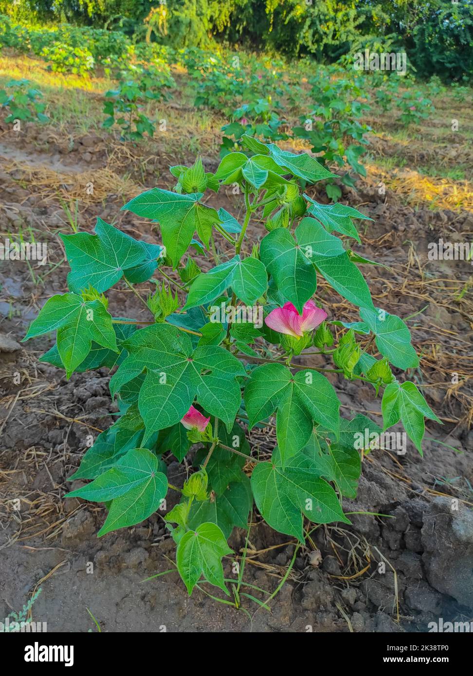 Most beautiful flower pictures download hi-res stock photography and ...