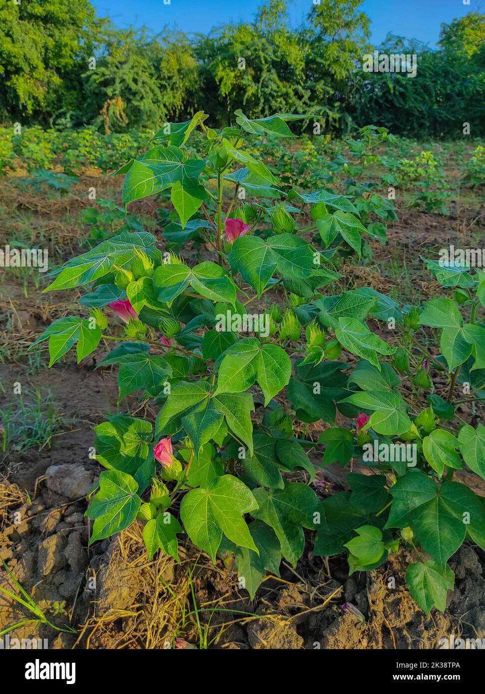 A Beautiful Closeup Shot Of Indian Village Farm In BT Cotton Flowers ...