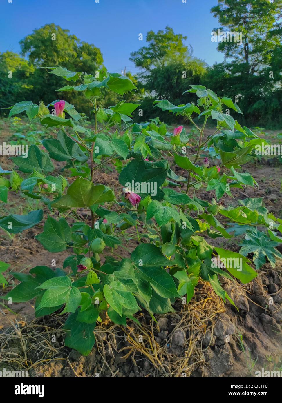 Most beautiful flower pictures download hi-res stock photography and ...