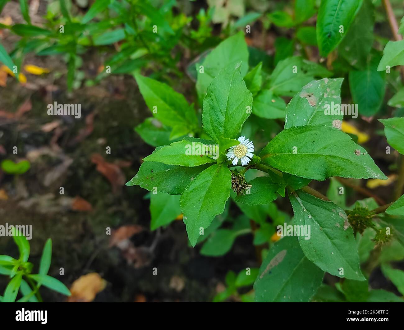 Eclipse blanche hi-res stock photography and images - Alamy