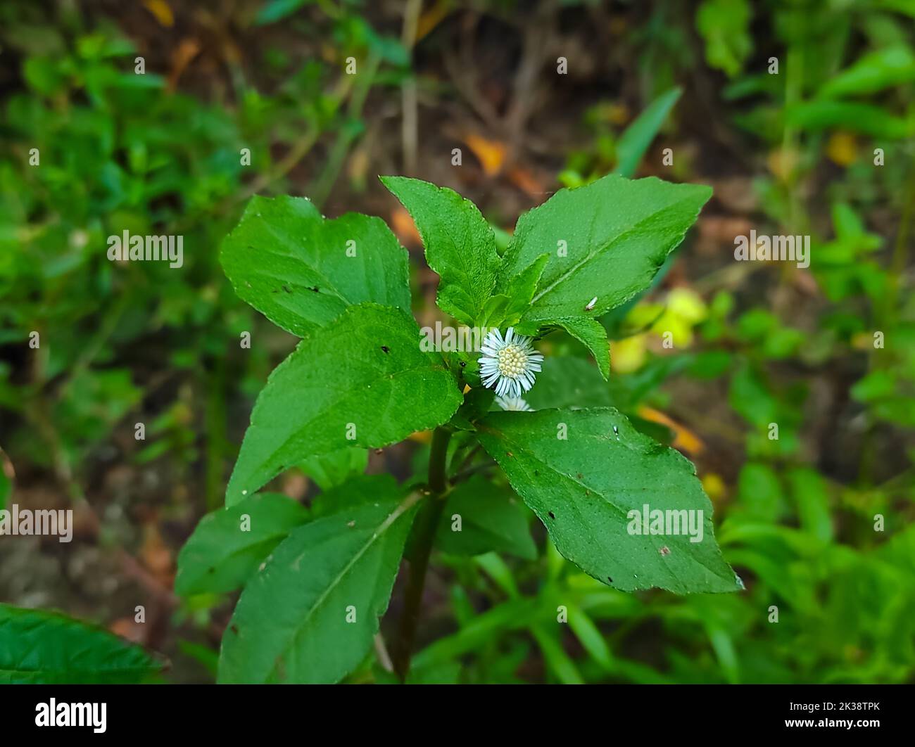 Trailing eclipta hi-res stock photography and images - Alamy