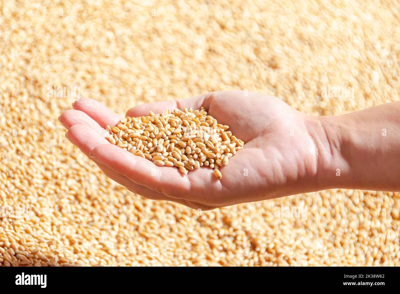 Handful of grain. Human hand holdung the wheat grain. New harvest at ...