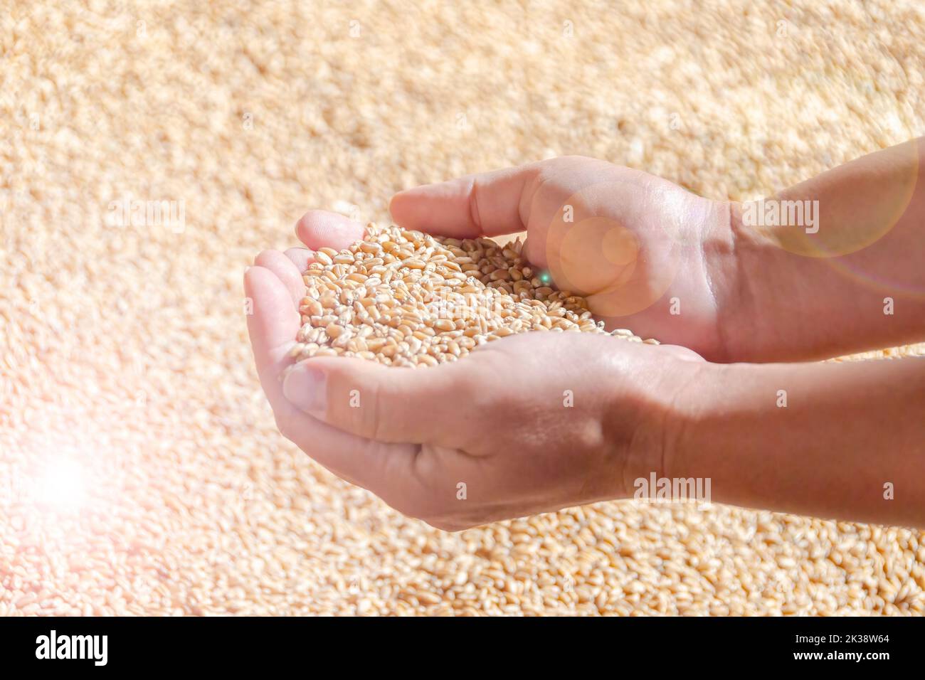 Hands full of grain hi-res stock photography and images - Alamy