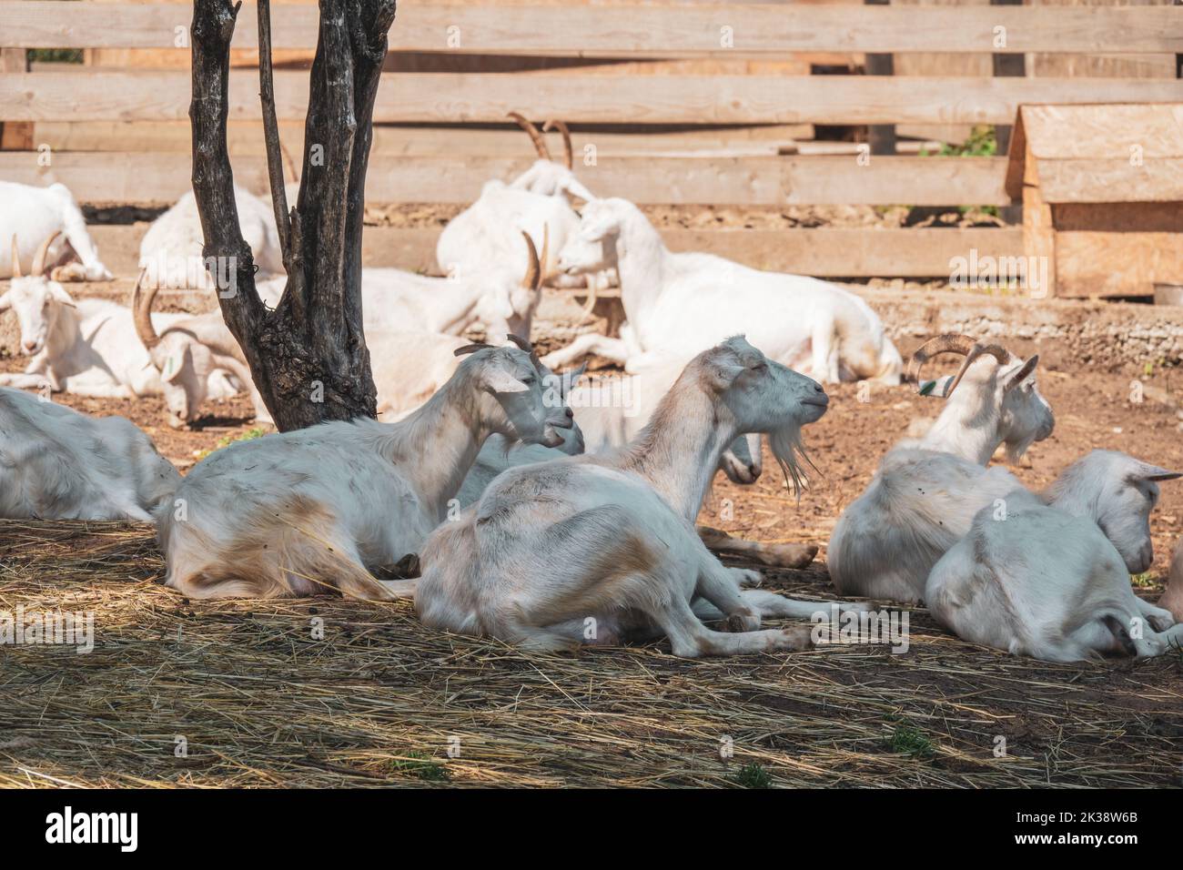 Goat herd on the farm. Traditional domestic animals Stock Photo - Alamy