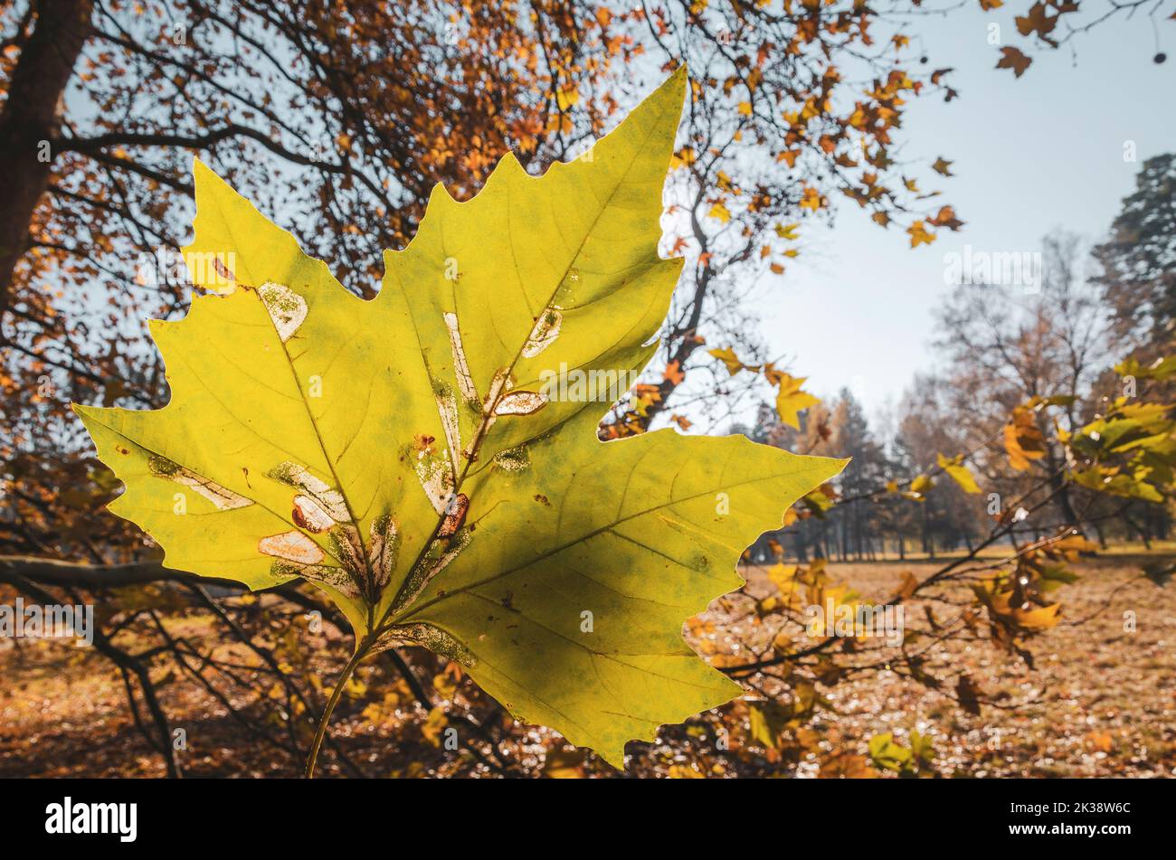 Big yellow leaf close up. Symbol of autumn in vintage colors Stock ...
