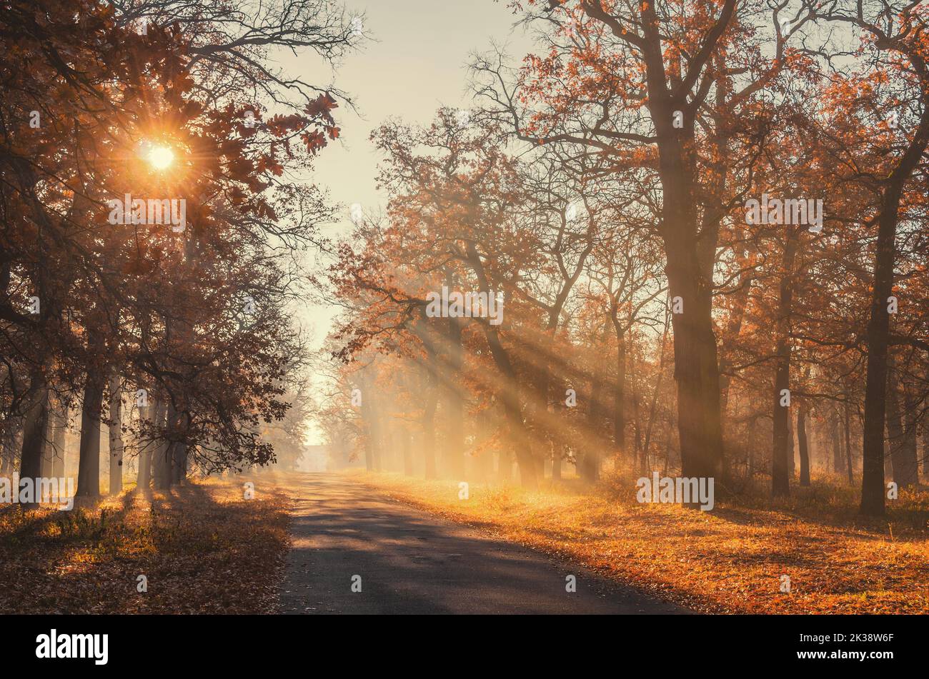 Amazing path in the autumn park. Sun rays and golden oak trees Stock ...