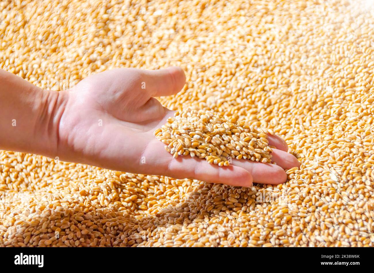 Farmer hand with wheat grain harvest. Handful of golden grain Stock ...
