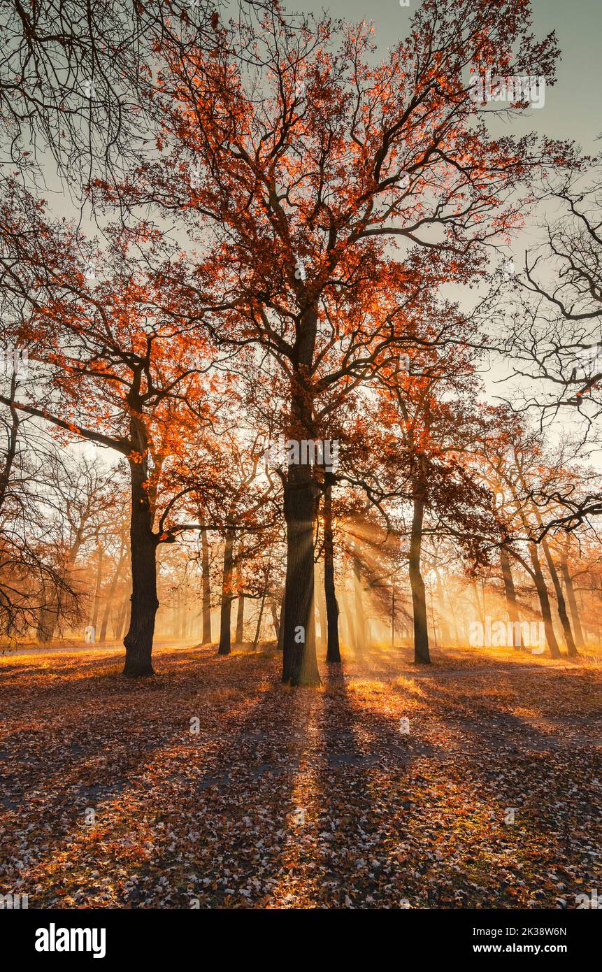 Amazing autumn in the oak forest. Morning sun rays in the forest ...
