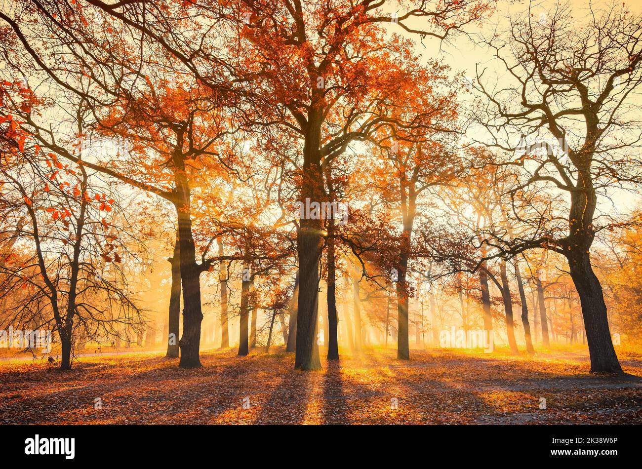 Golden sun rays hi-res stock photography and images - Alamy
