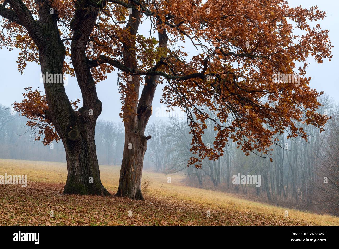 Old oak tree on the foggy lane. Misty autumn weather Stock Photo - Alamy