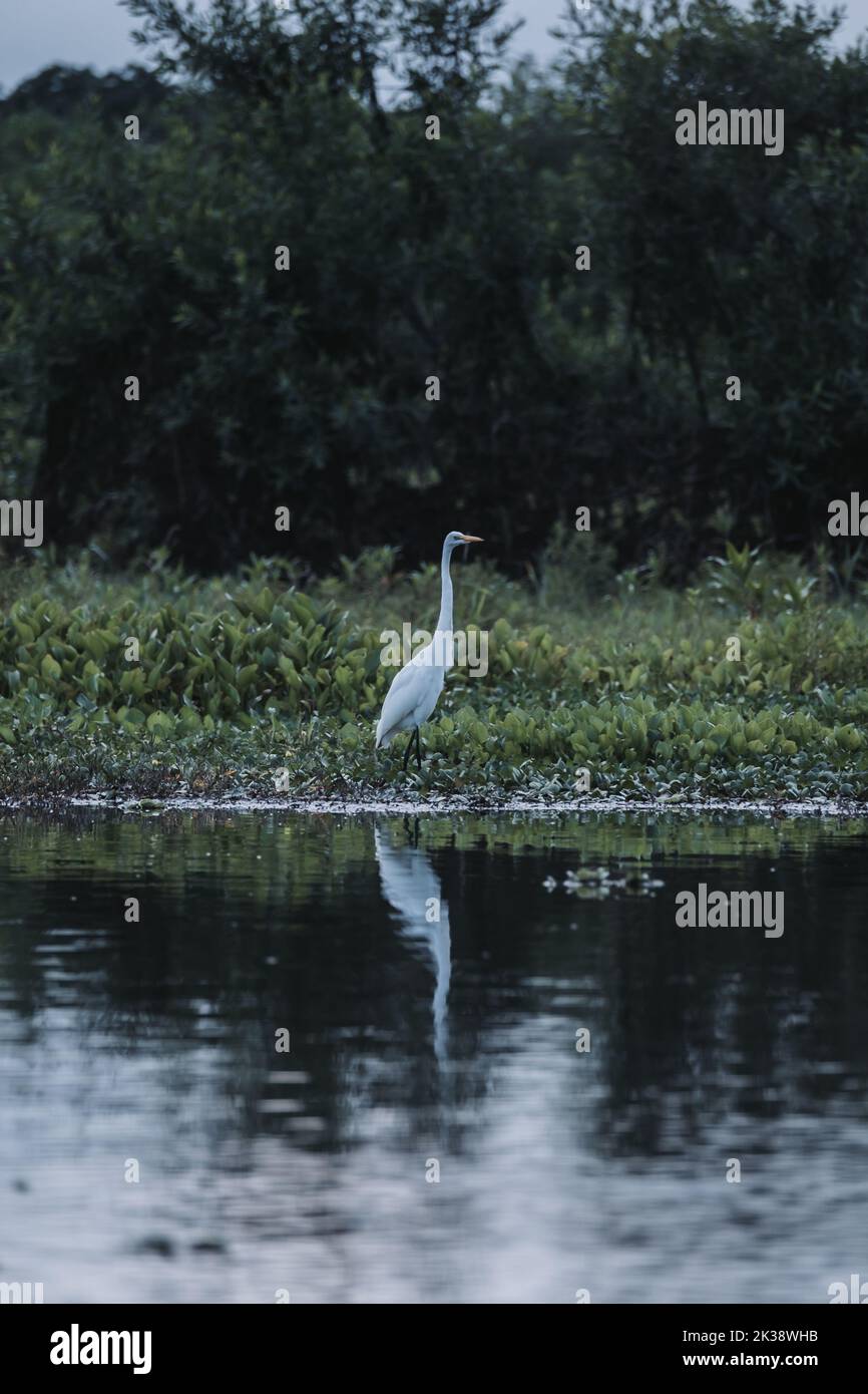 A vertical closeup of a white great egret (Ardea alba) on river shore ...