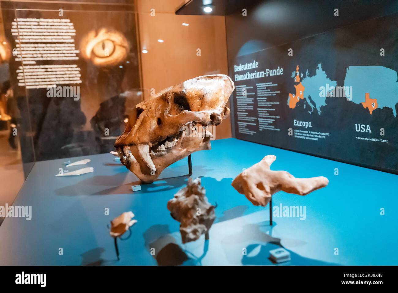 22 July 2022, Dusseldorf, Germany: jaws and skull of a frightening ...