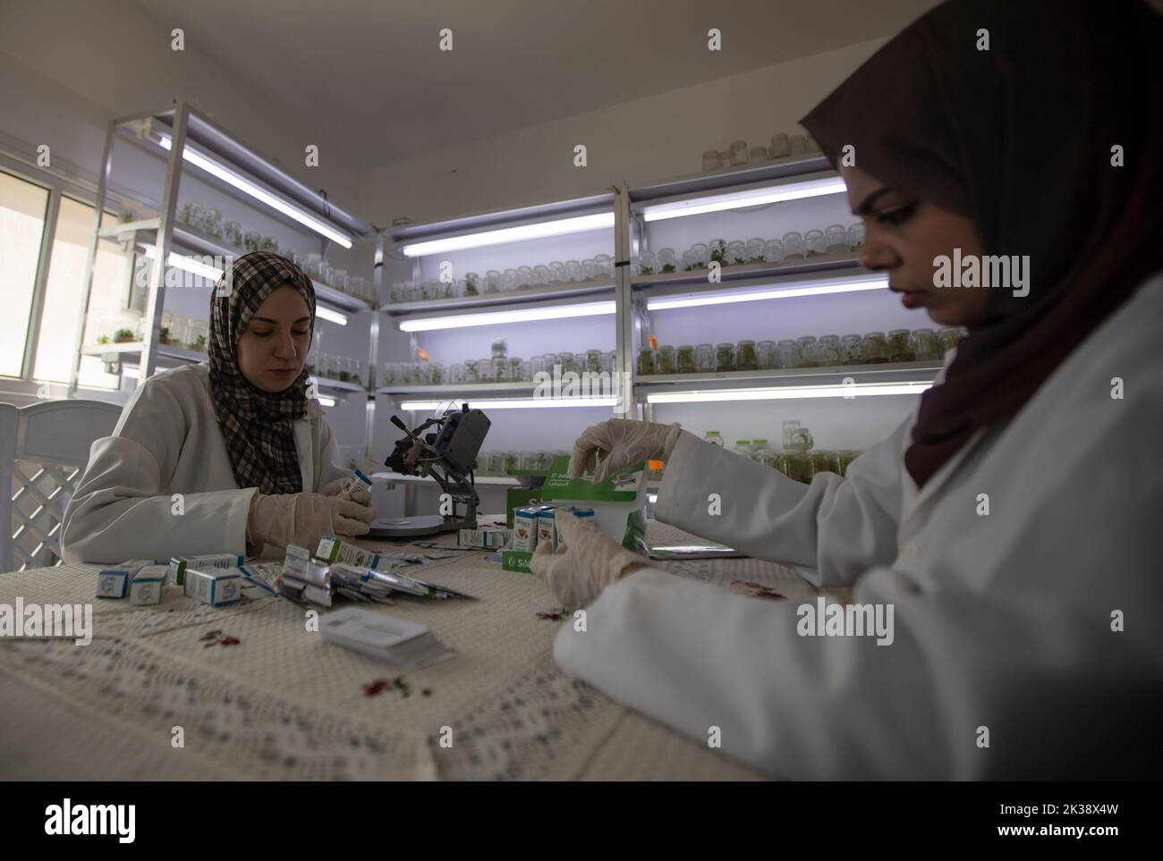 Gaza, Palestine. 25th Sep, 2022. Agriculturists seen in the laboratory ...
