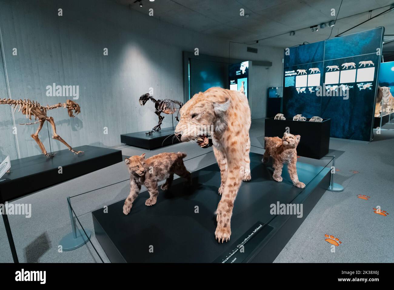 22 July 2022, Neanderthal museum, Germany: Visitors at the Exhibition ...