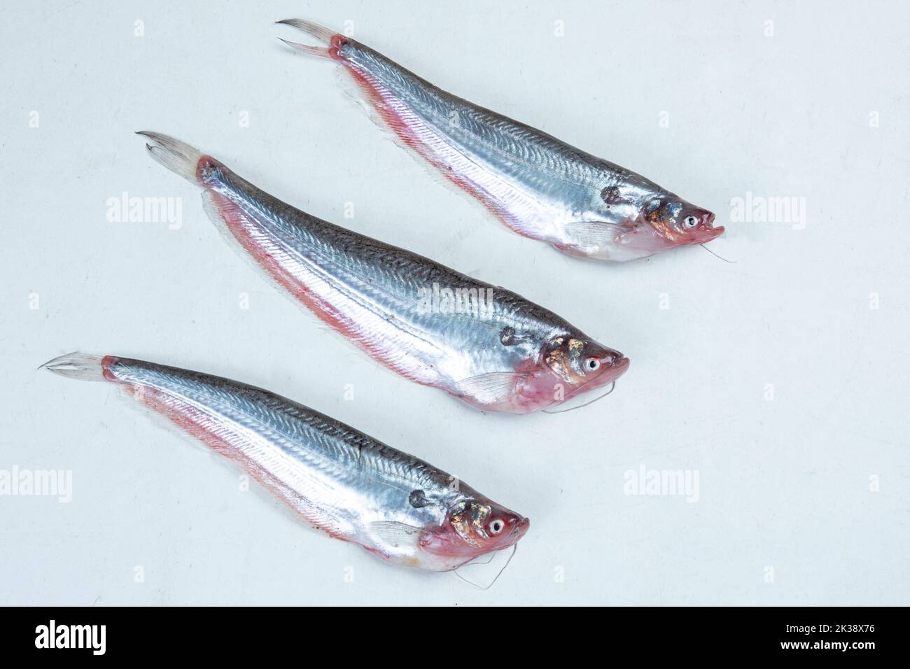 Fresh water Pabda fish of Southeast Asia isolated on white background ...