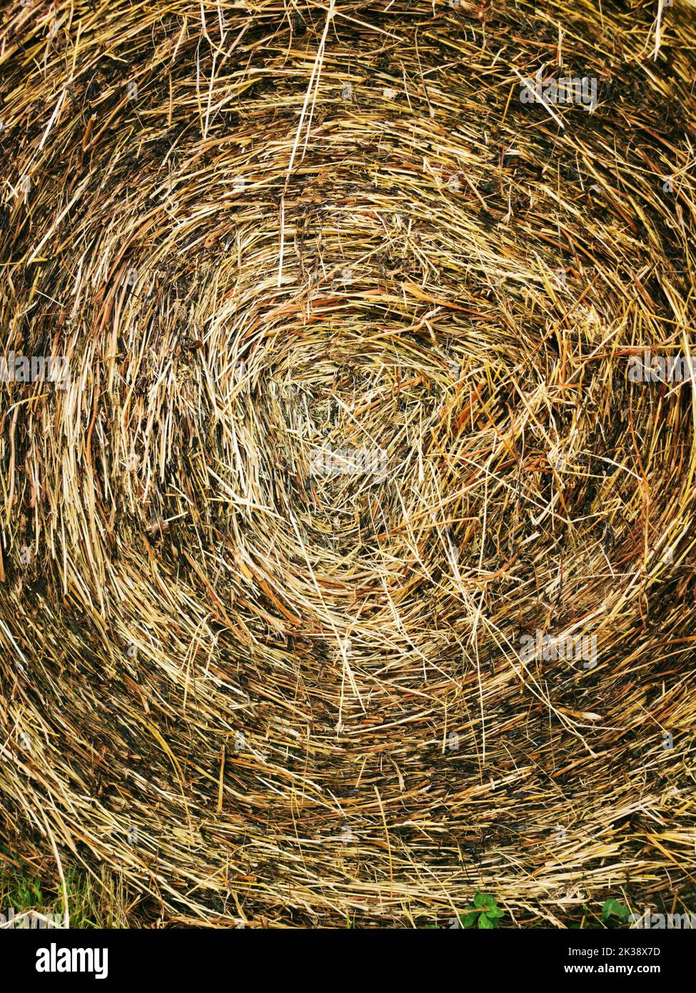 A vertical shot of dry hay Stock Photo - Alamy