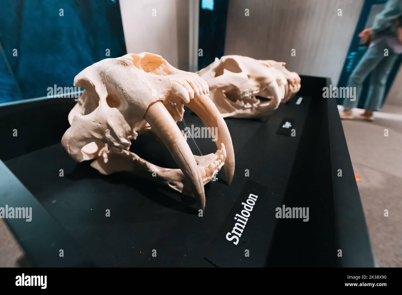 22 July 2022, Dusseldorf, Germany: jaws and skull of a frightening ...