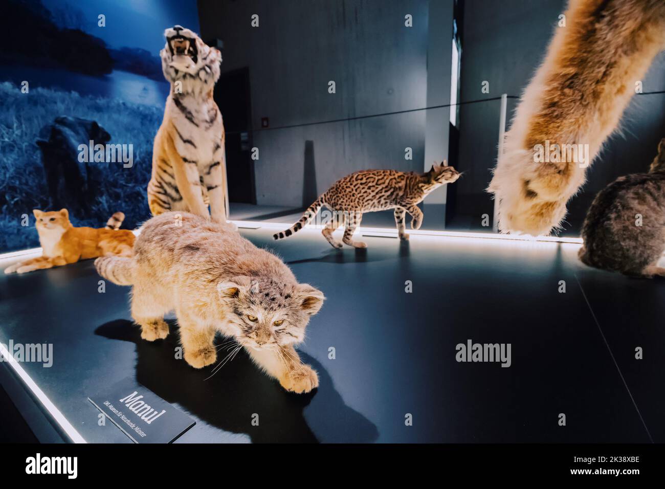 Giant Prehistoric Cats