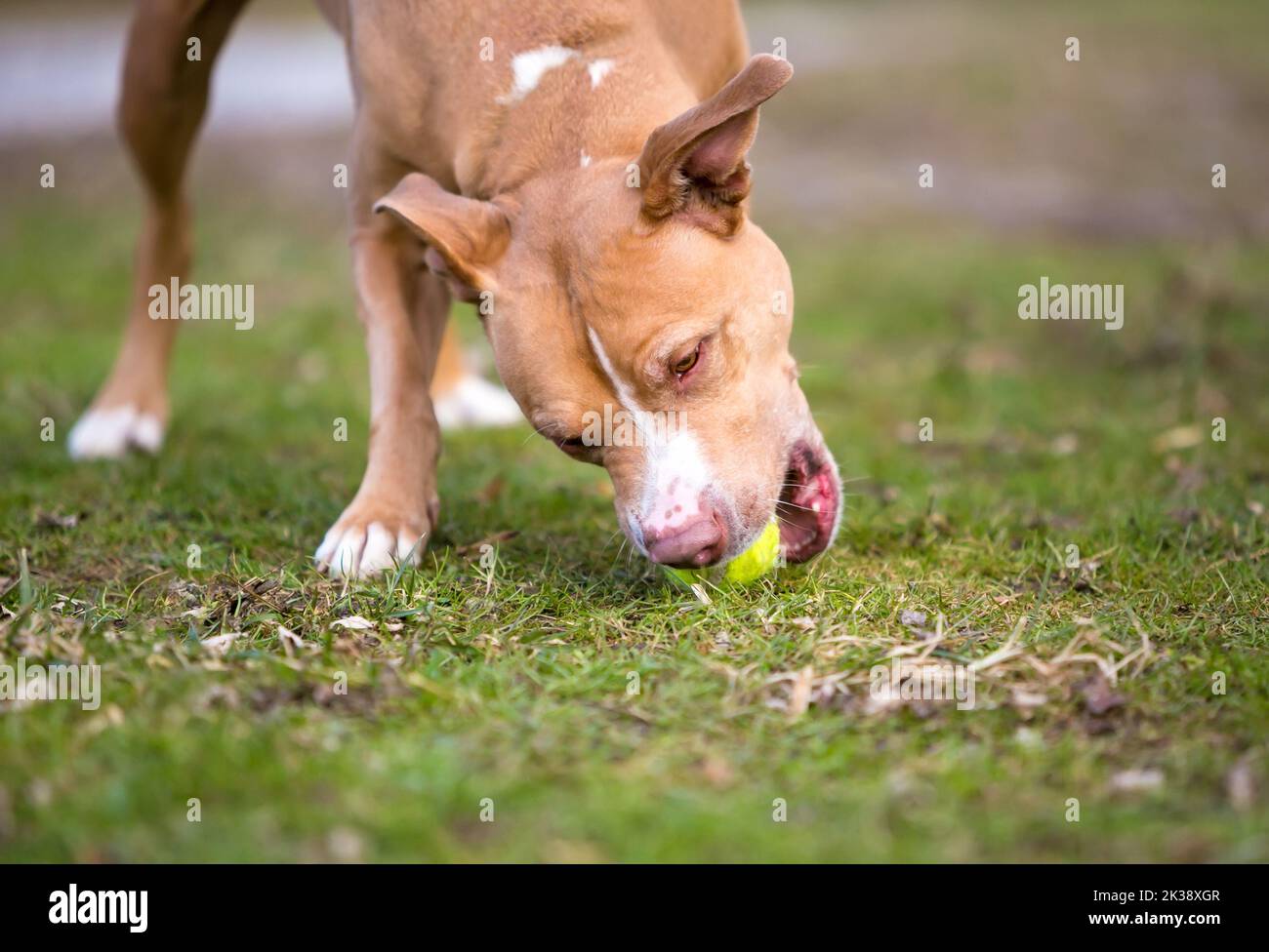 A playful Pit Bull Terrier x Retriever mixed breed dog opening its ...