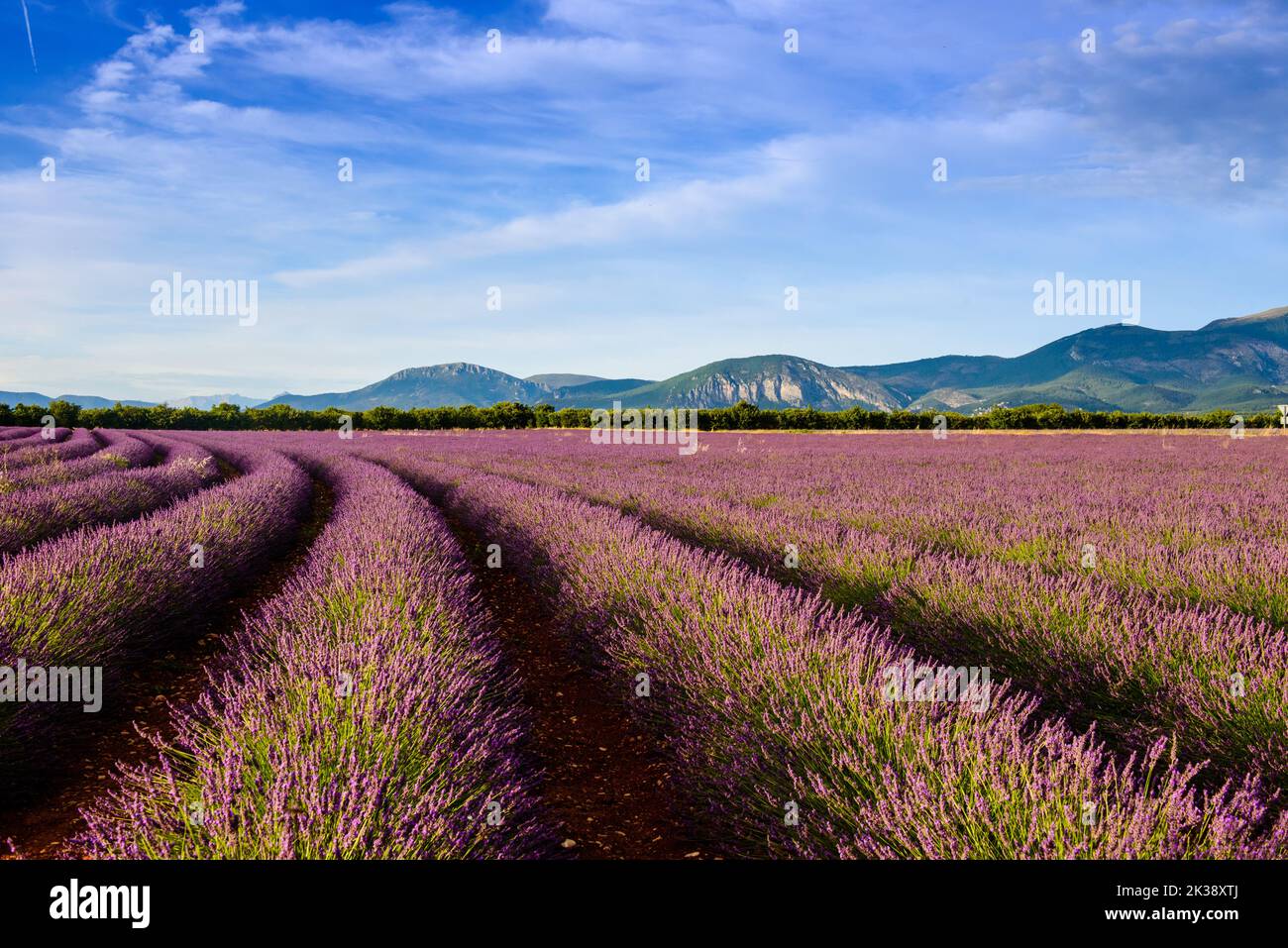 Curved row of lavender and mountains on Valensole plateau Stock Photo ...