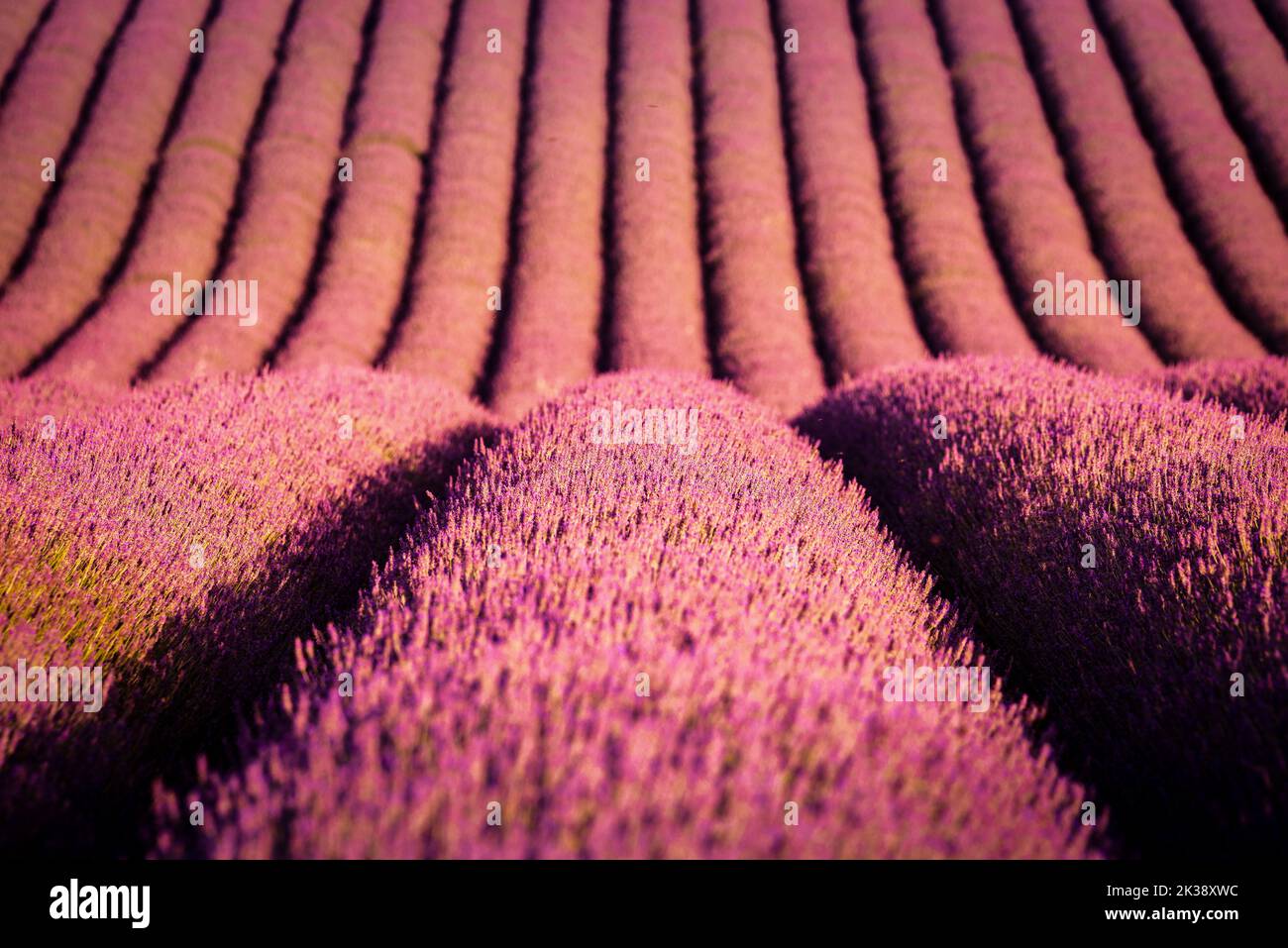 Wave of lavender rows on Valensole plateau Stock Photo - Alamy