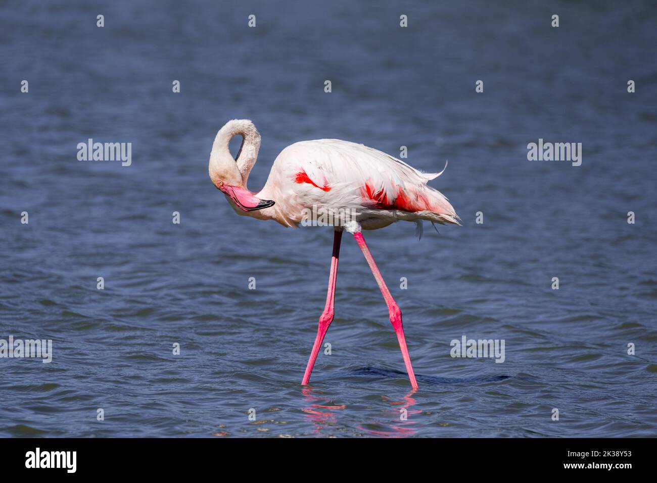 Flamingo itching itself hi-res stock photography and images - Alamy