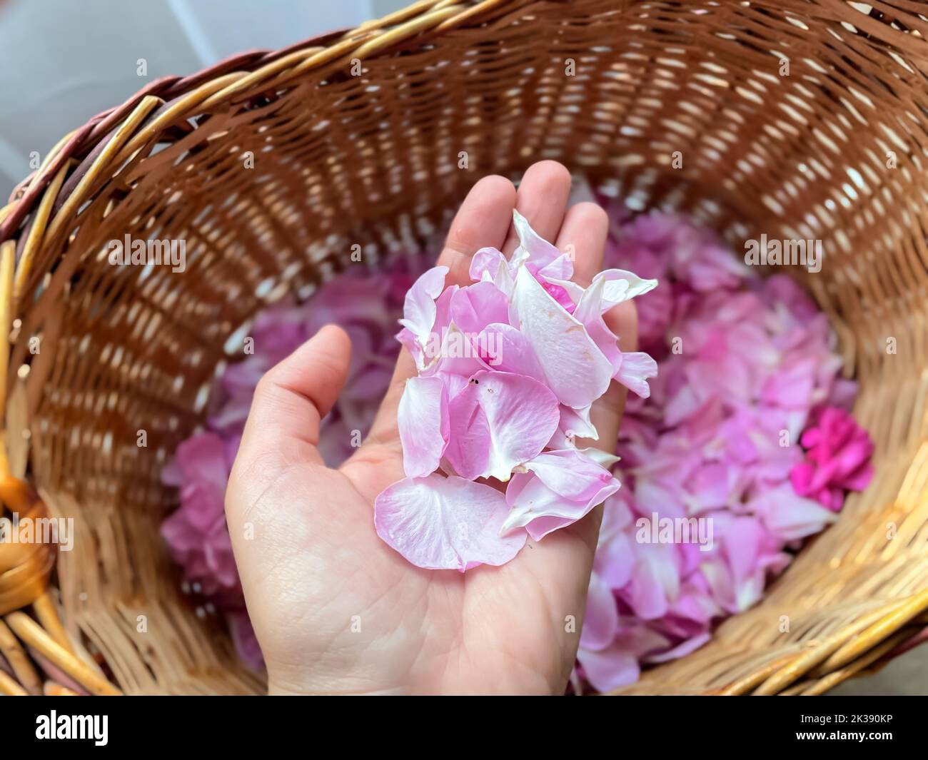 A human hand holding cutted rose flower in the hand Stock Photo - Alamy