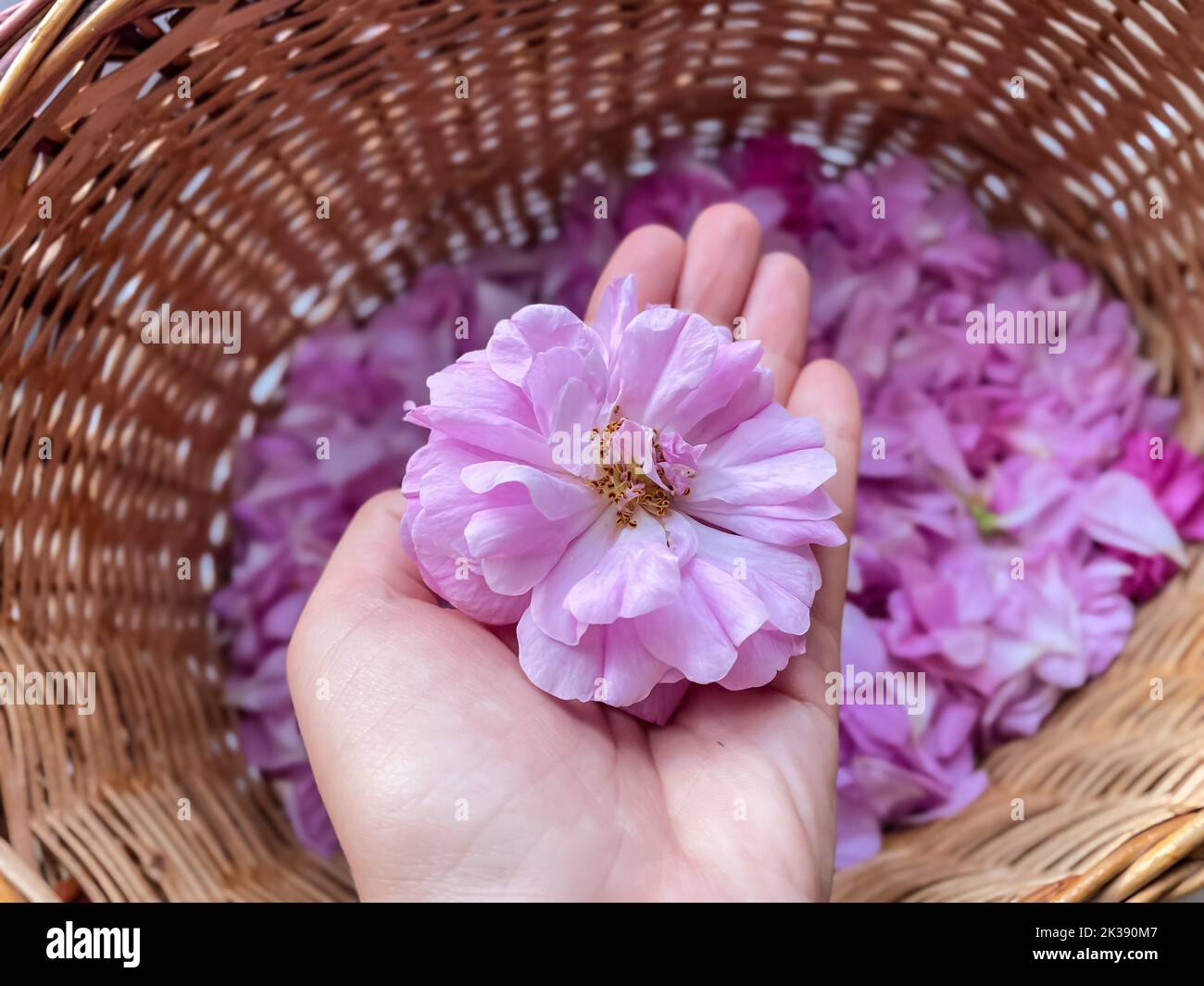 Cutted flower hi-res stock photography and images - Alamy