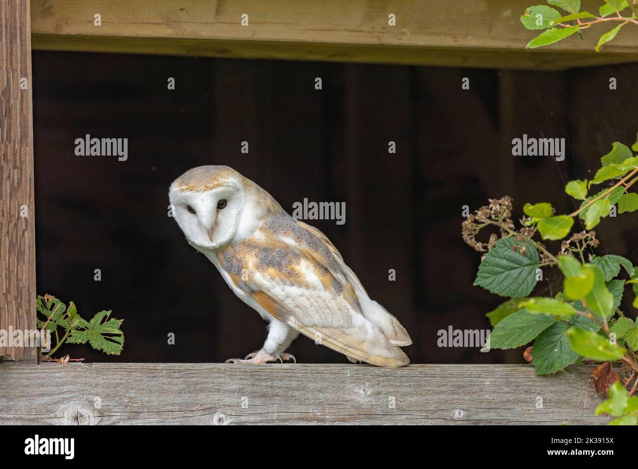 Barn Owl sitting in open window of a shed next to some blackcurrent bushes Stock Photo - Alamy