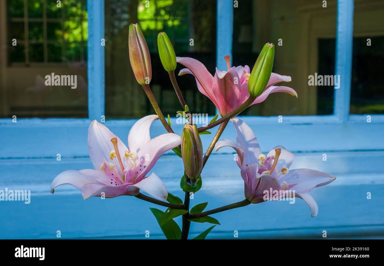 Pink Lilies, Lilium 'Arbatax' (Longiflorum-Asiatic Lily). Formal garden ...