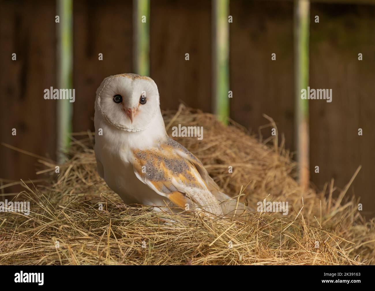 Barn owl stood on some hay in a barn Stock Photo - Alamy