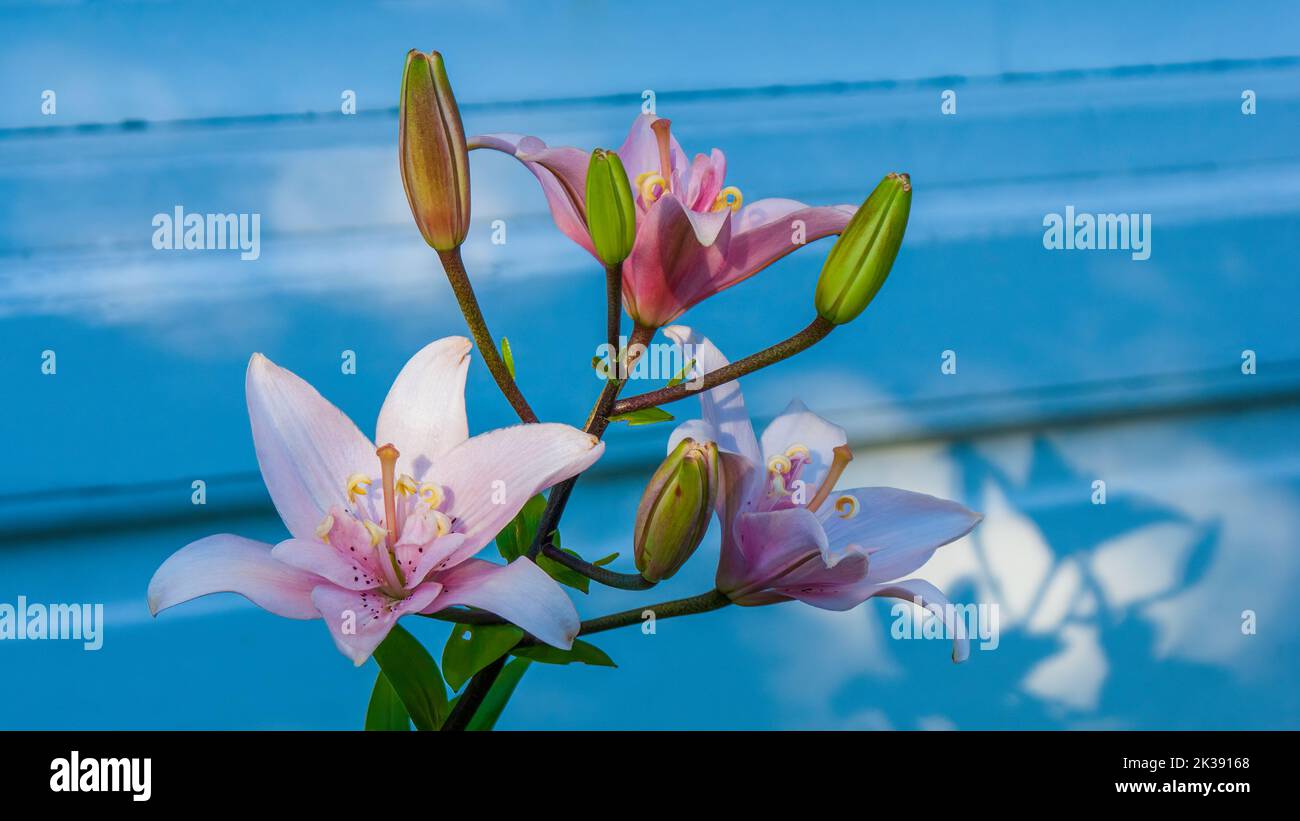 Pink Lilies, Lilium 'Arbatax' (Longiflorum-Asiatic Lily). Formal garden ...