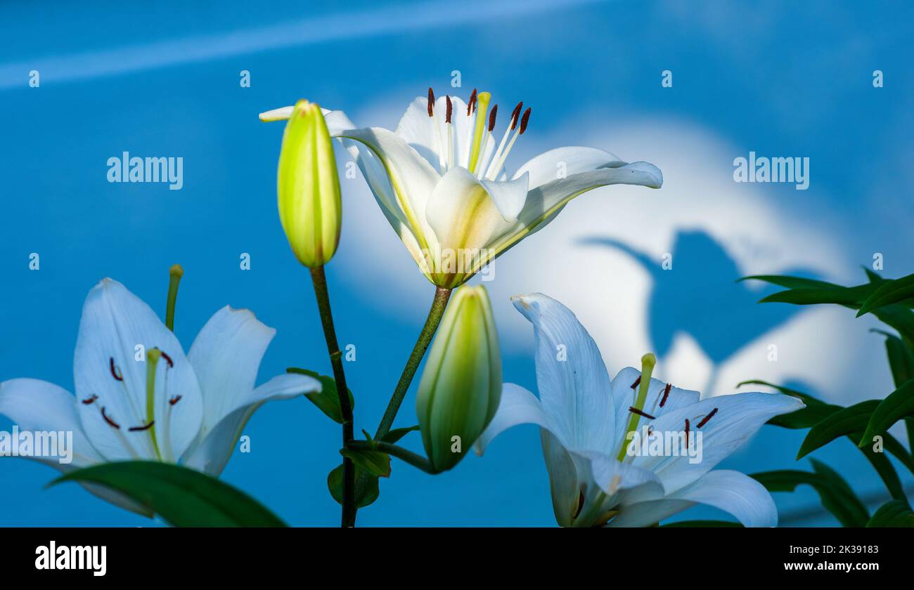 White Lillies, Lilium 'Navona'. Eleanor Cabot Bradley Estate, in Canton ...
