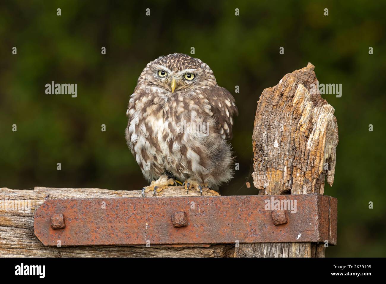 Little owl sat on a gate post with a metal hinge against a blurred ...