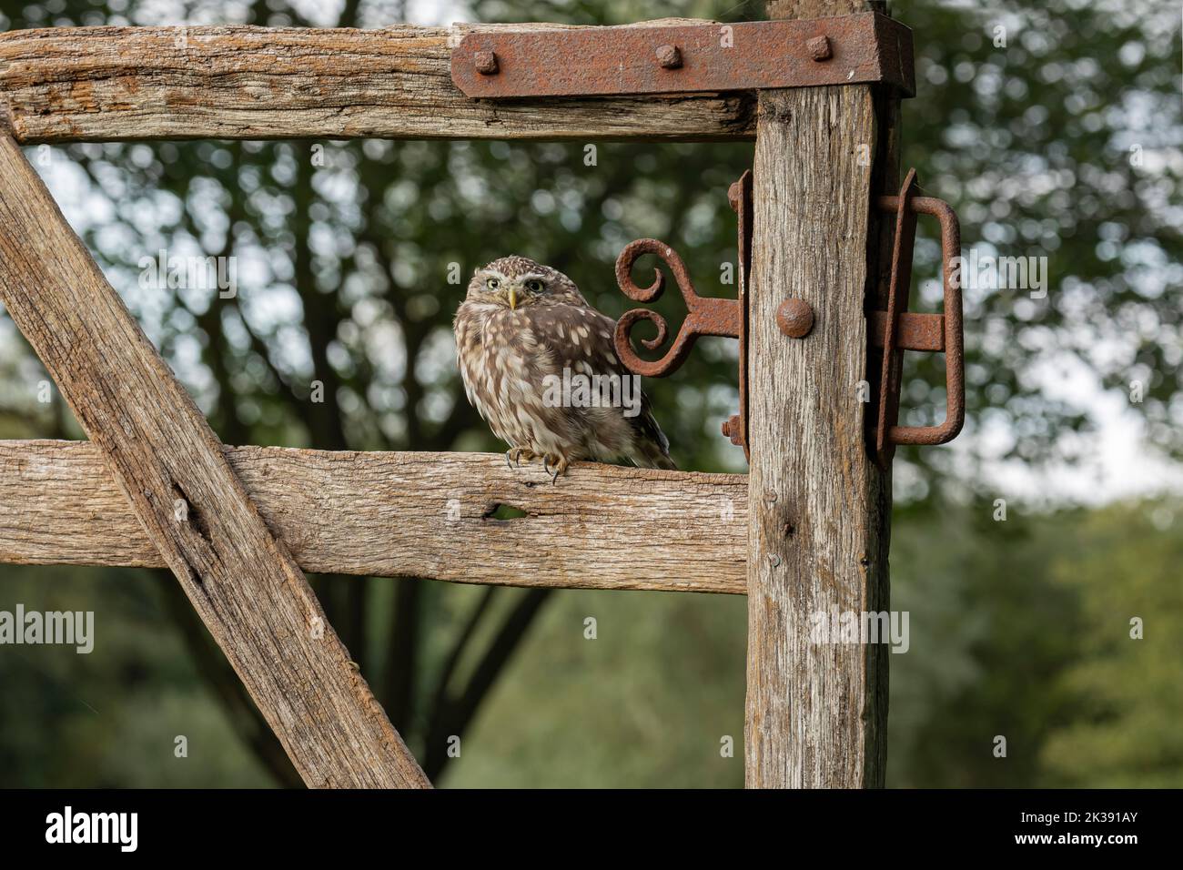 Old wooden gate with rusty hinge and small owl sat nearto and ornate ...