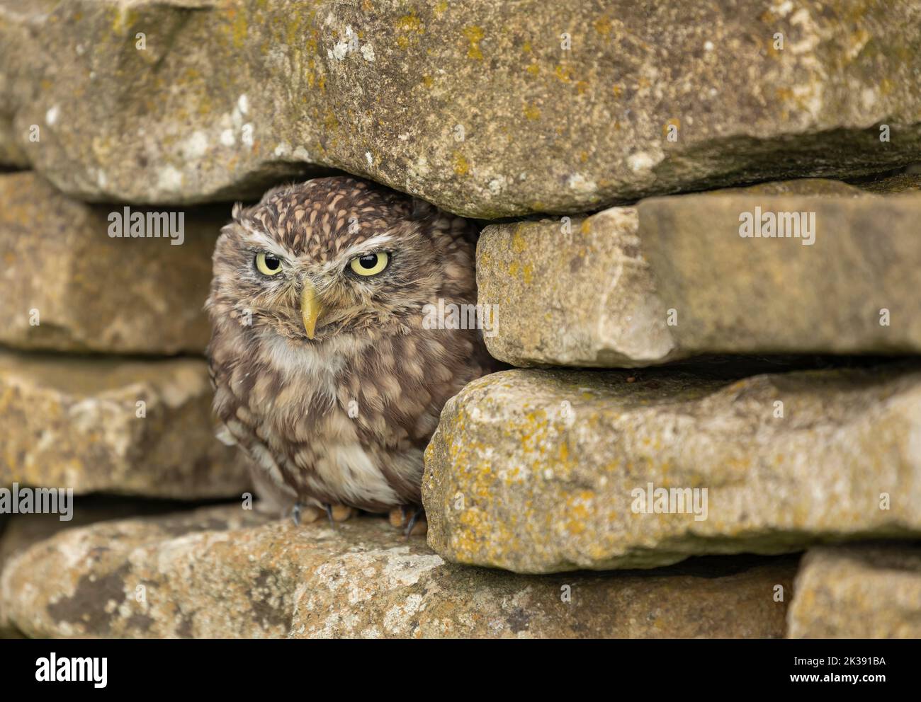 Small owl hiding in a cavity in a wall of honey coloured stone Stock ...