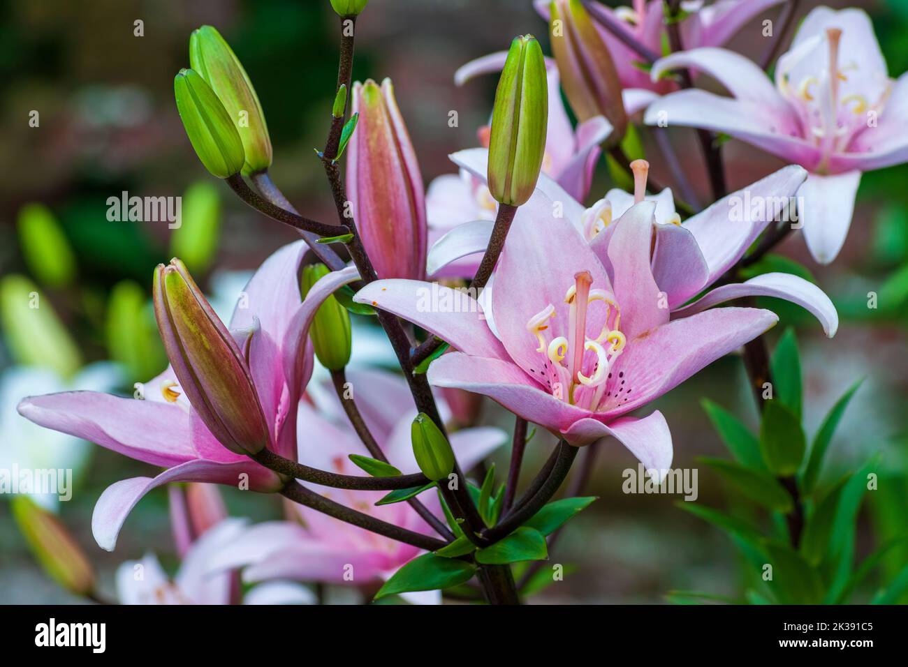 Lily arbatax hi-res stock photography and images - Alamy