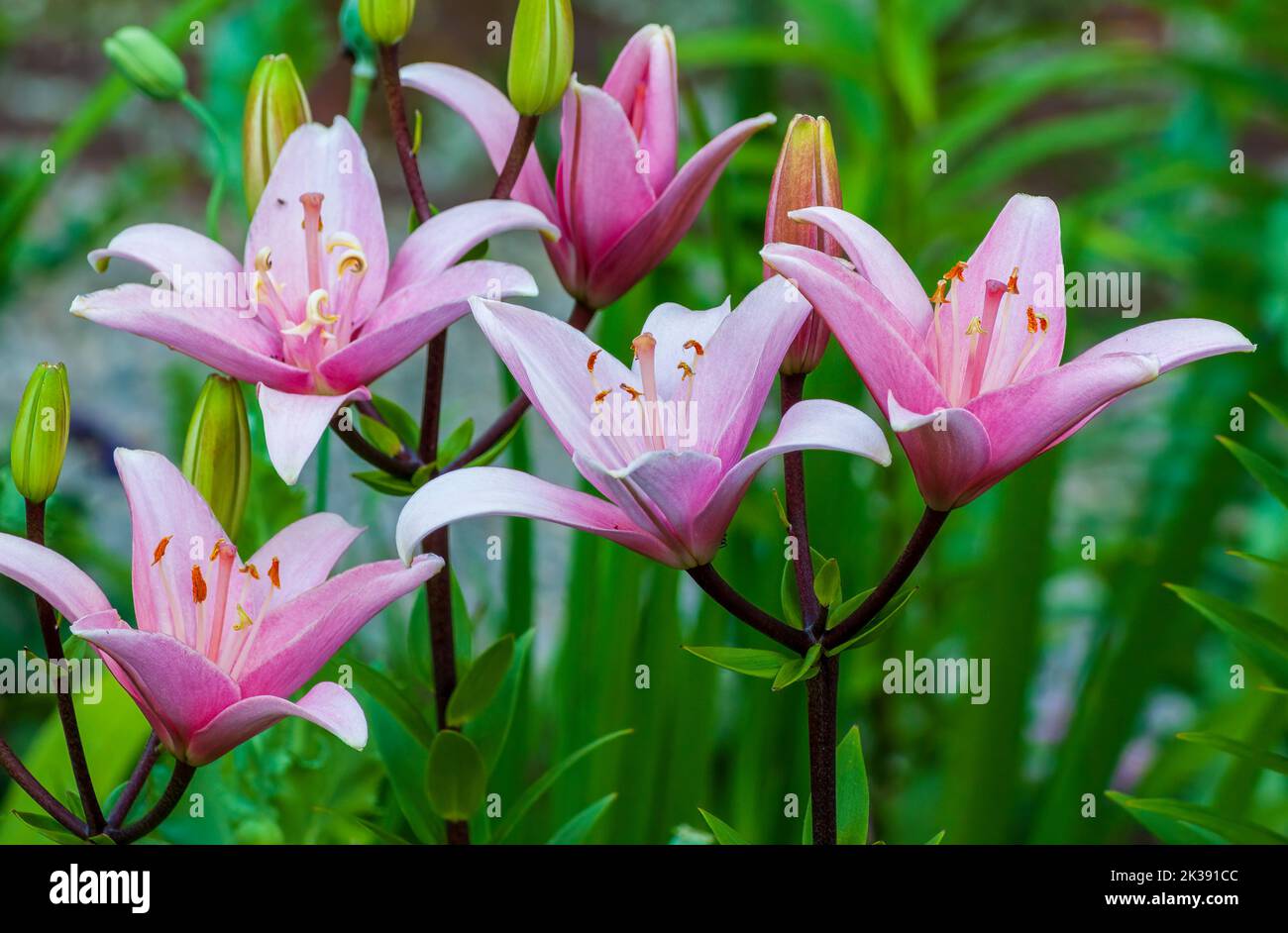 Pink Lilies, Lilium 'Arbatax' (Longiflorum-Asiatic Lily). Formal garden ...