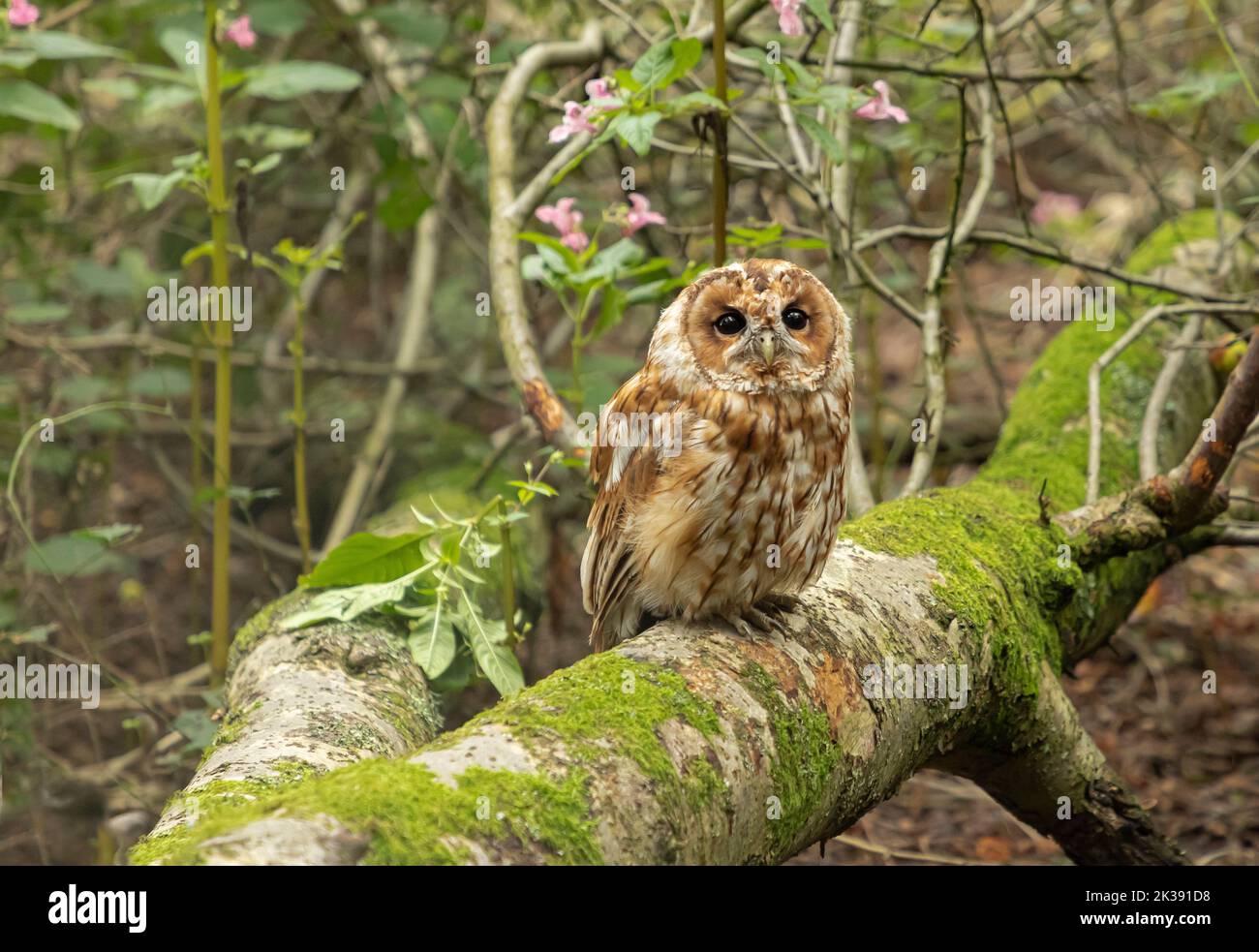 Tawny owl uk flight hi-res stock photography and images - Alamy