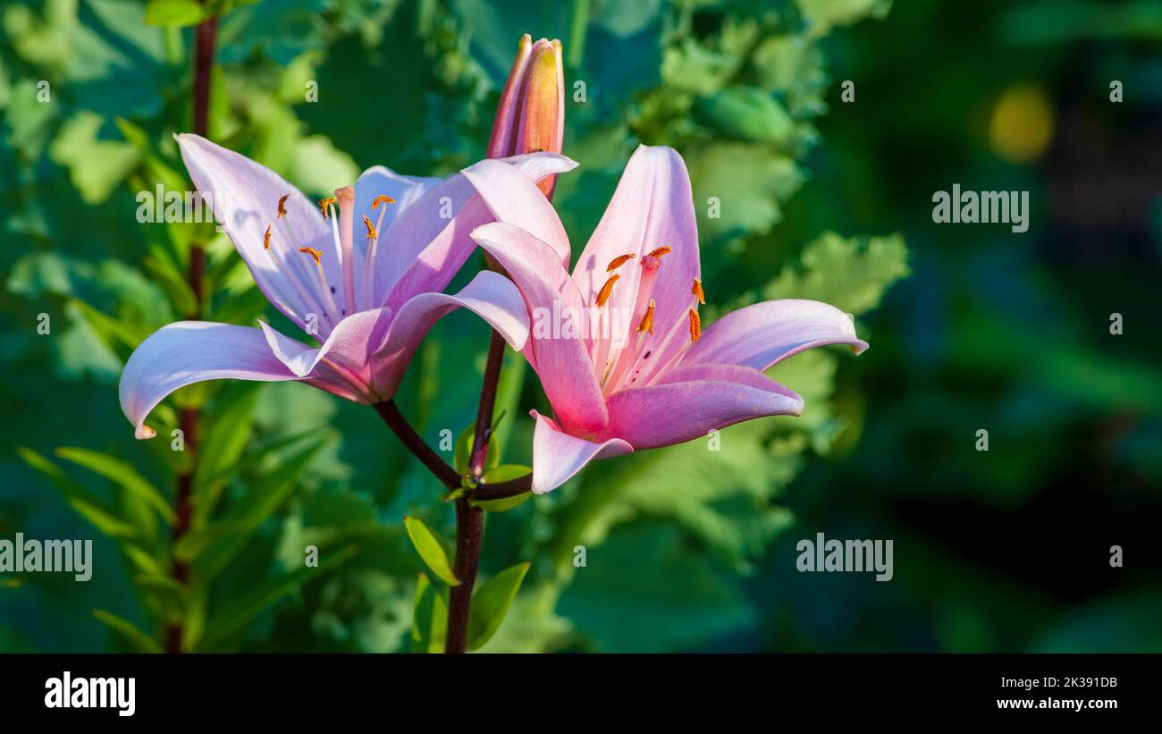Lilium la hybrid hi-res stock photography and images - Alamy