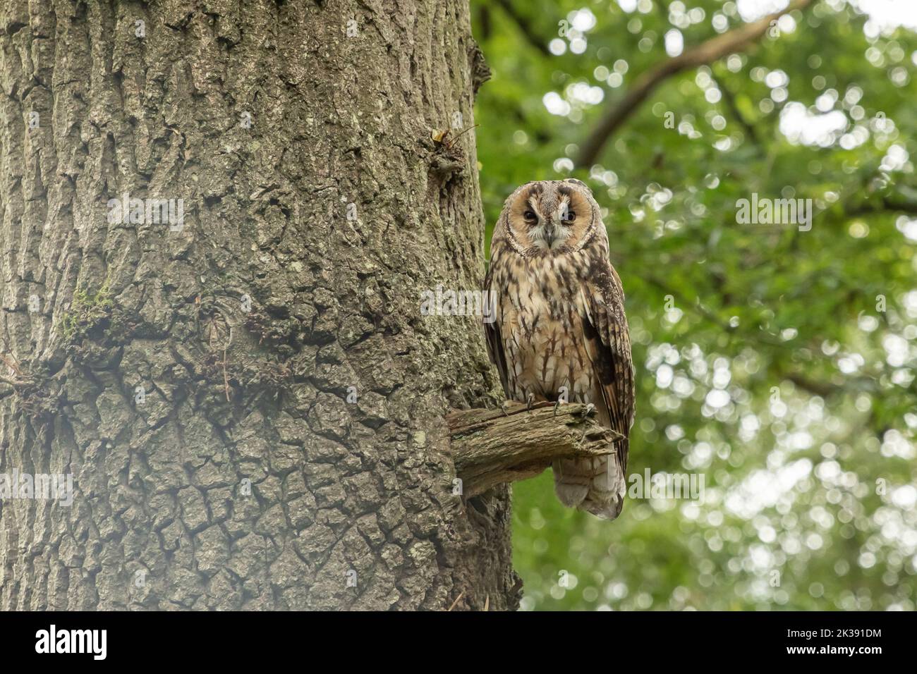 Tawny owl sat on a small branch sticking out of a tree against a ...