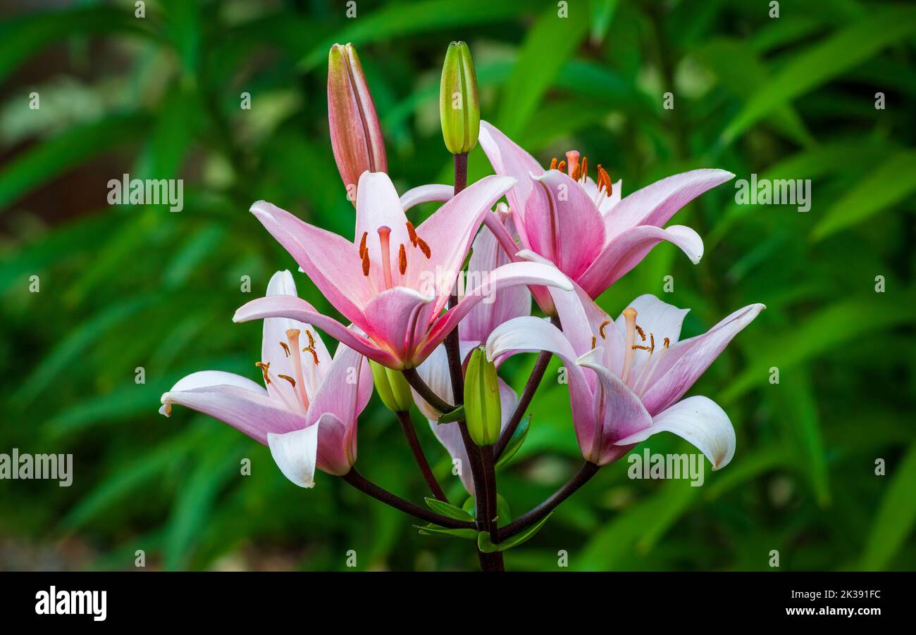 Pink Lilies, Lilium 'Arbatax' (Longiflorum-Asiatic Lily). Formal garden ...