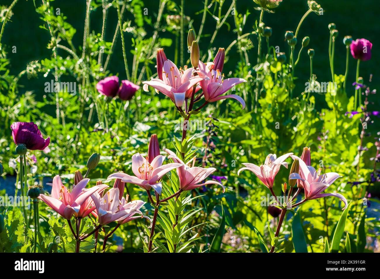 Pink Lilies, Lilium 'Arbatax' (Longiflorum-Asiatic Lily). Formal garden ...