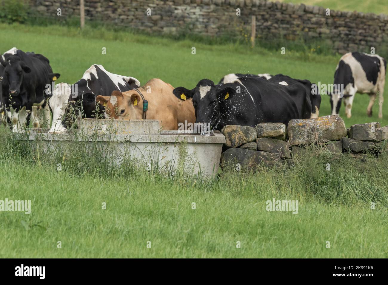Farm water trough hi-res stock photography and images - Alamy