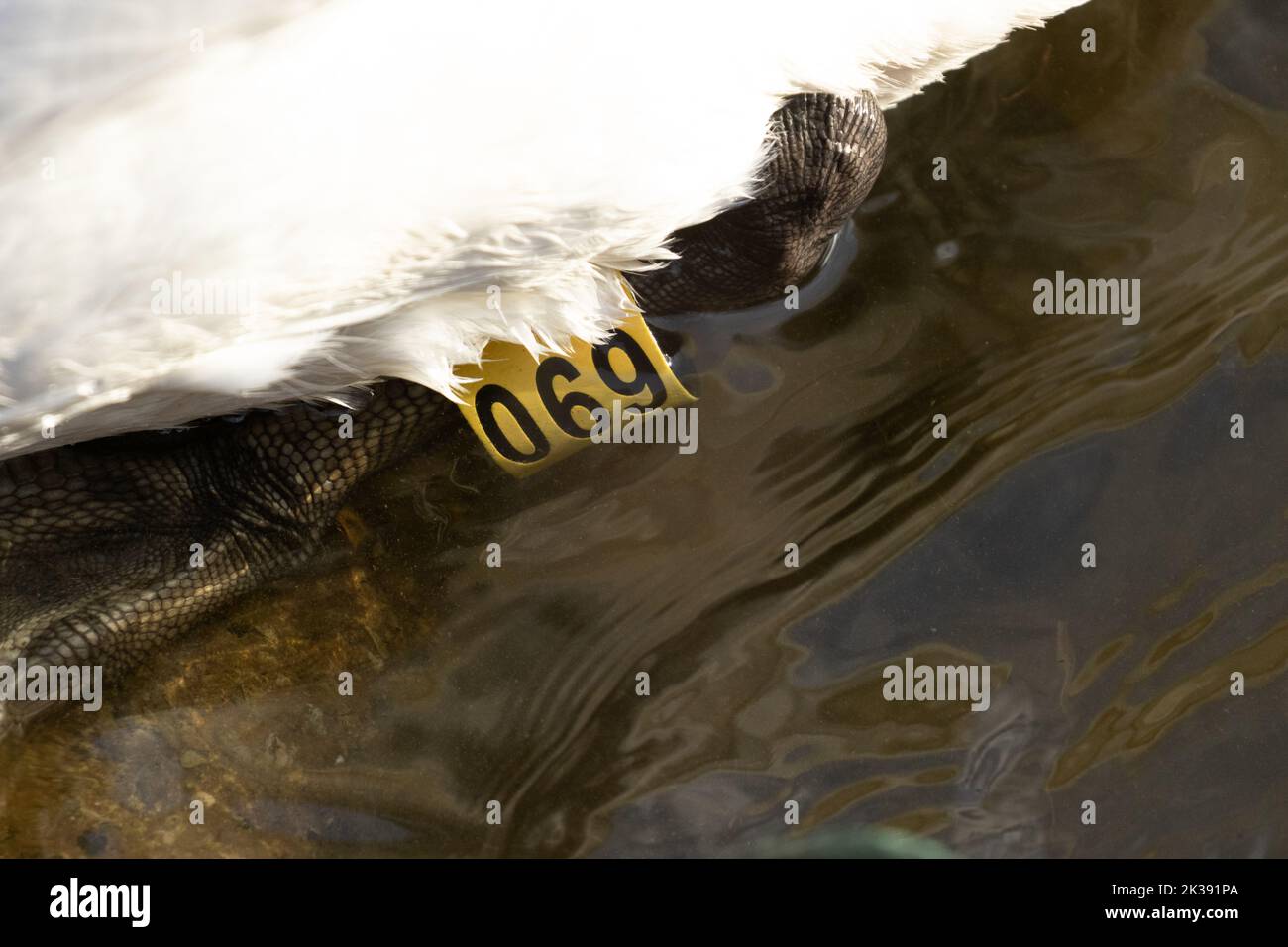 Adult swan wearing leg ring hi-res stock photography and images - Alamy